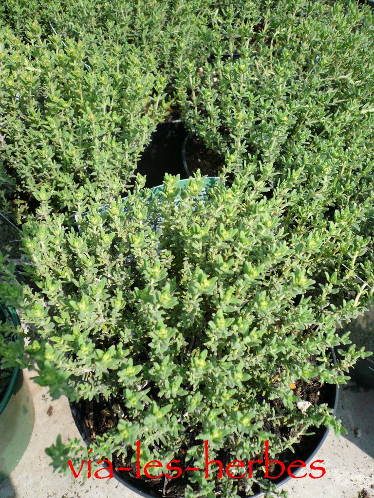 Les plantes de la famille des Lamiacées | Via-les-herbes