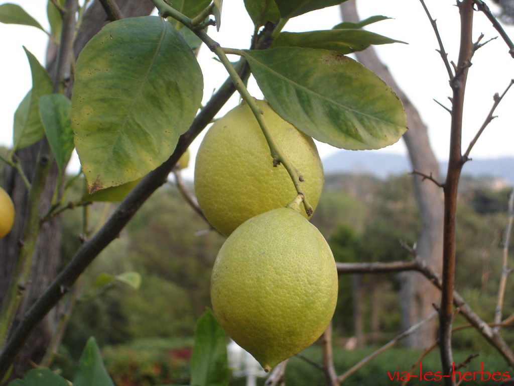 L’essence de citron et ses bienfaits | Via-les-herbes