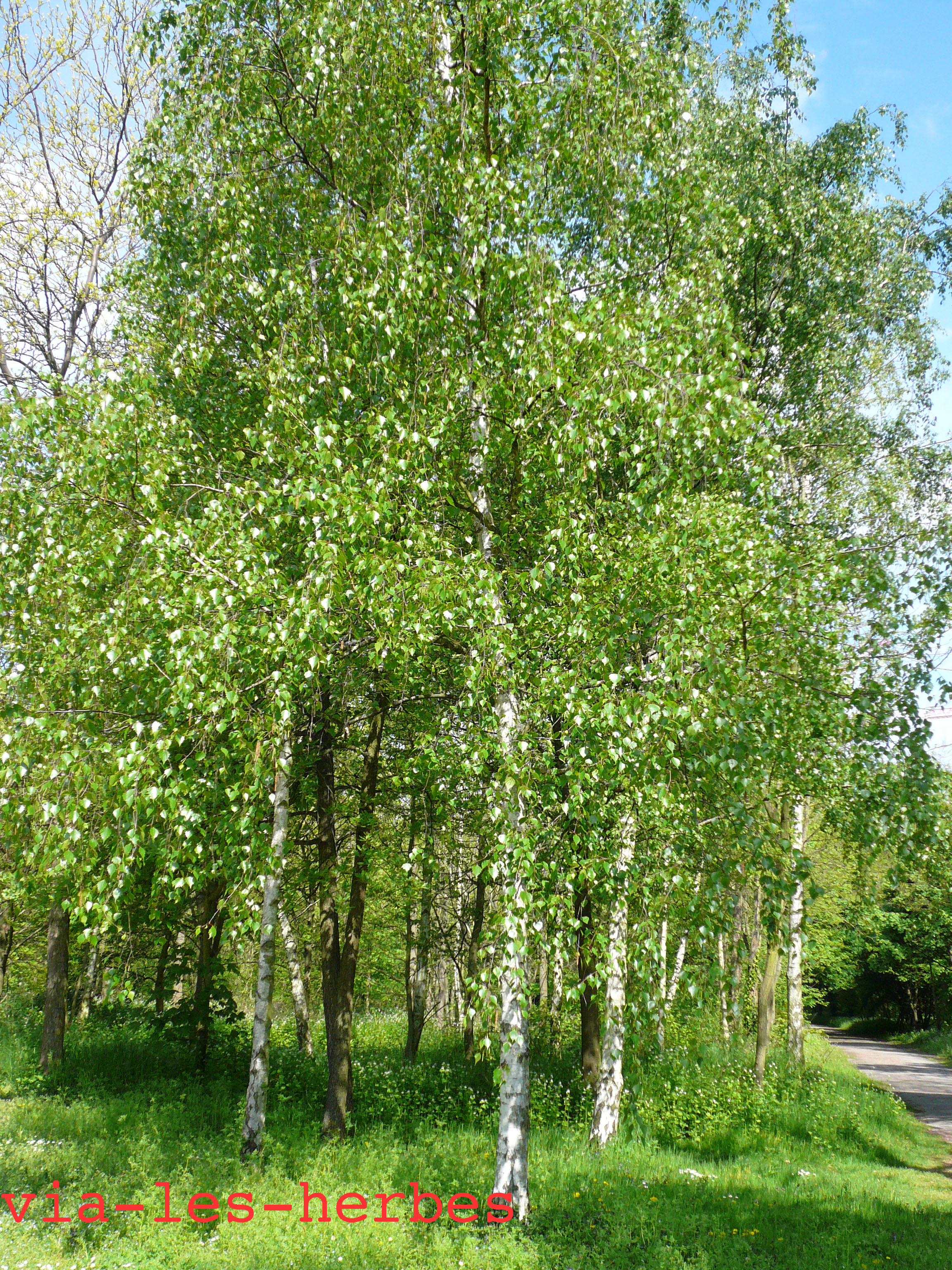 Le Bouleau Blanc Diur tique Et Anti inflammatoire Via les herbes Le Bouleau Blanc Diur tique Et Anti inflammatoire Via les herbes
