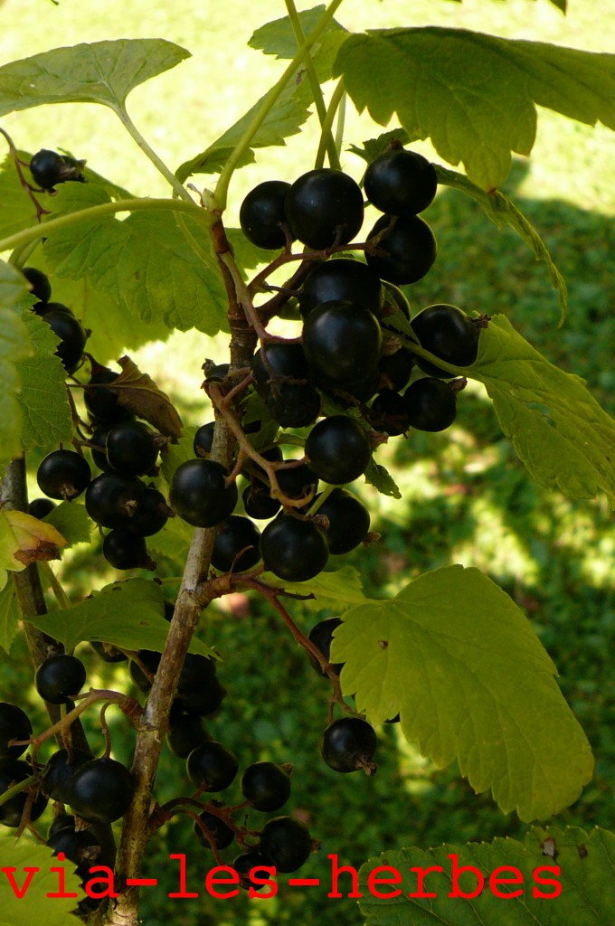 Les fruits rouges ou noirs: mûres, myrtilles, cassis… | Via-les-herbes
