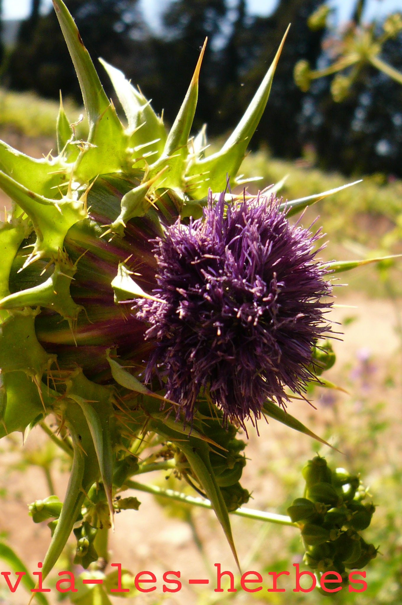 Le chardon-Marie pour les affections hépatiques | Via-les-herbes