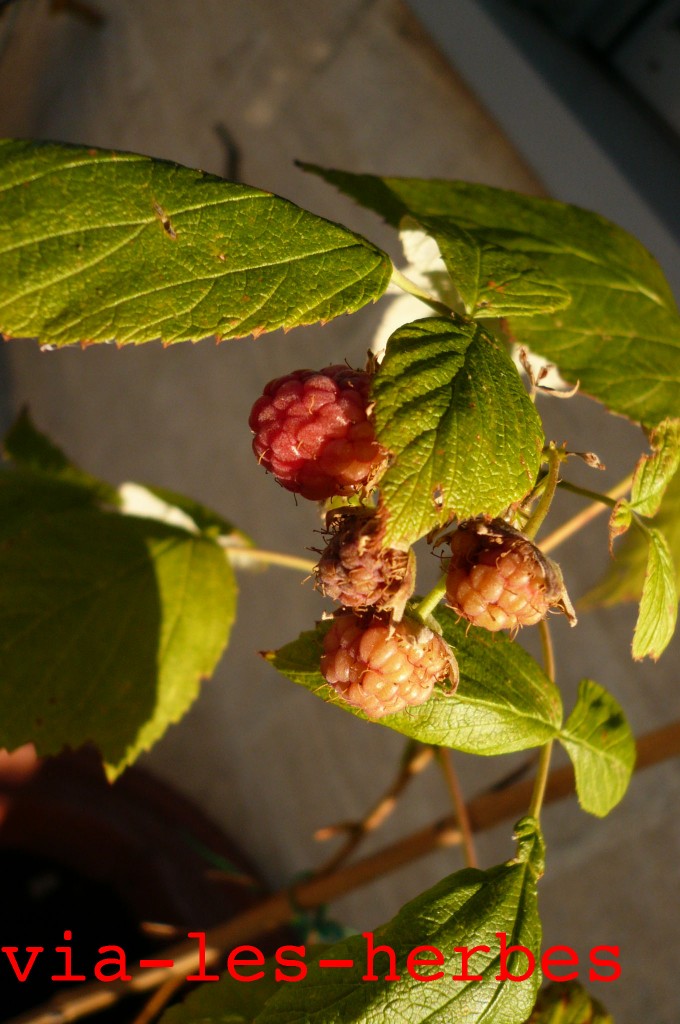 Les fruits rouges ou noirs: mûres, myrtilles, cassis… | Via-les-herbes