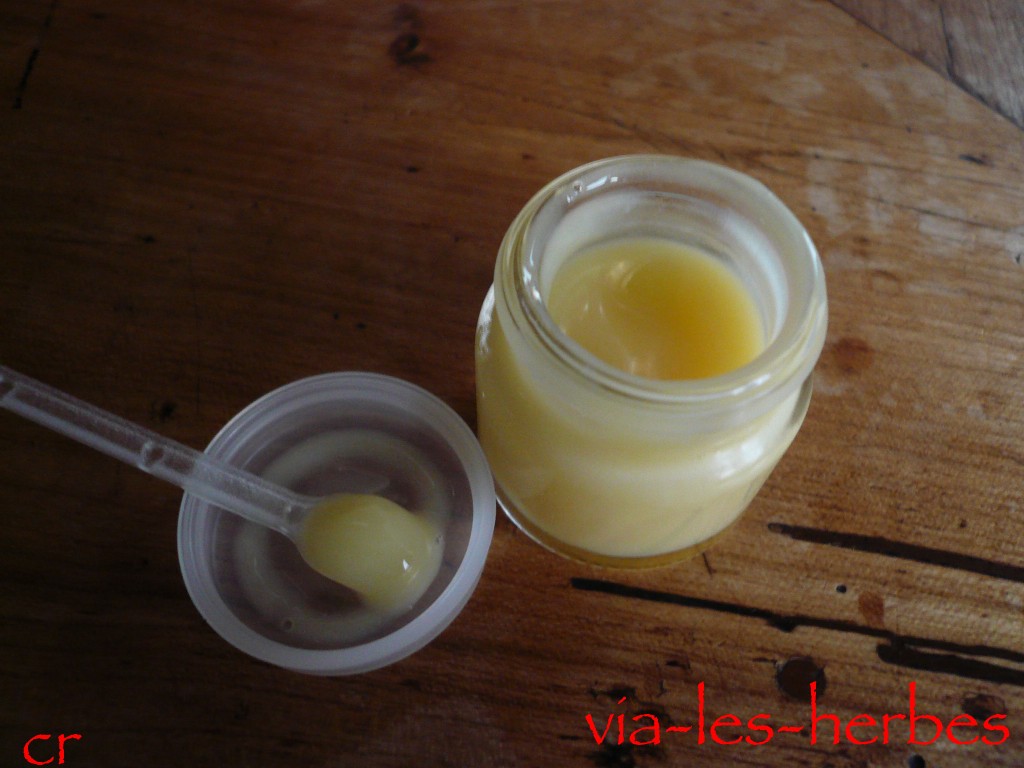 La gelée royale: le trésor des abeilles | Via-les-herbes