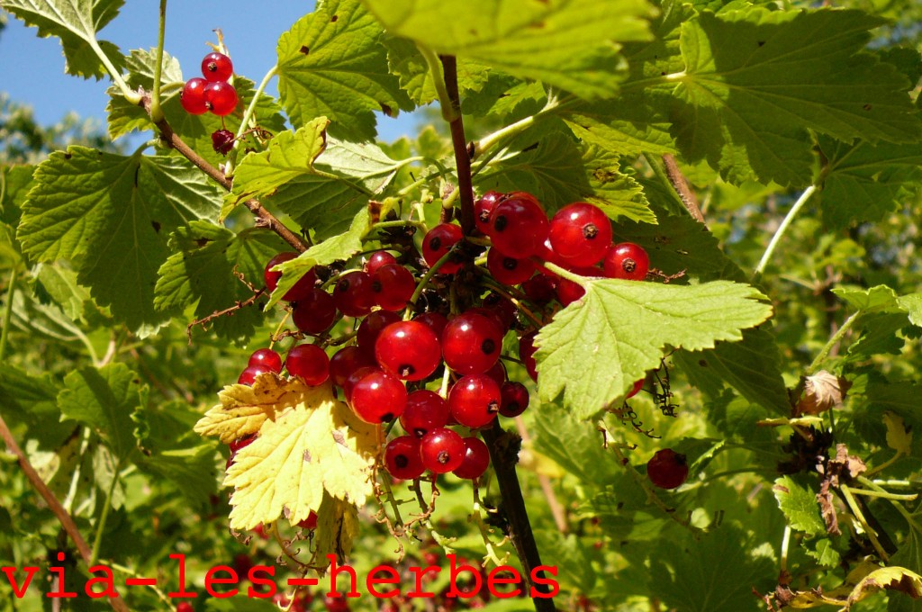 Les fruits rouges ou noirs: mûres, myrtilles, cassis… | Via-les-herbes