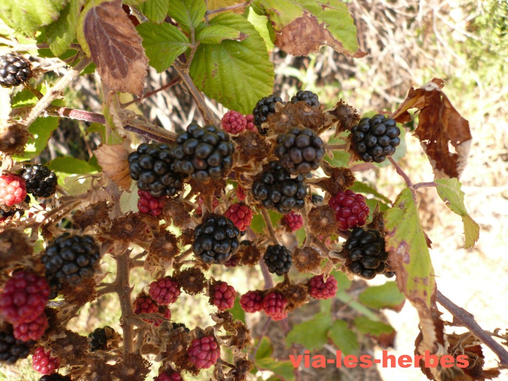 Les fruits rouges ou noirs: mûres, myrtilles, cassis… | Via-les-herbes