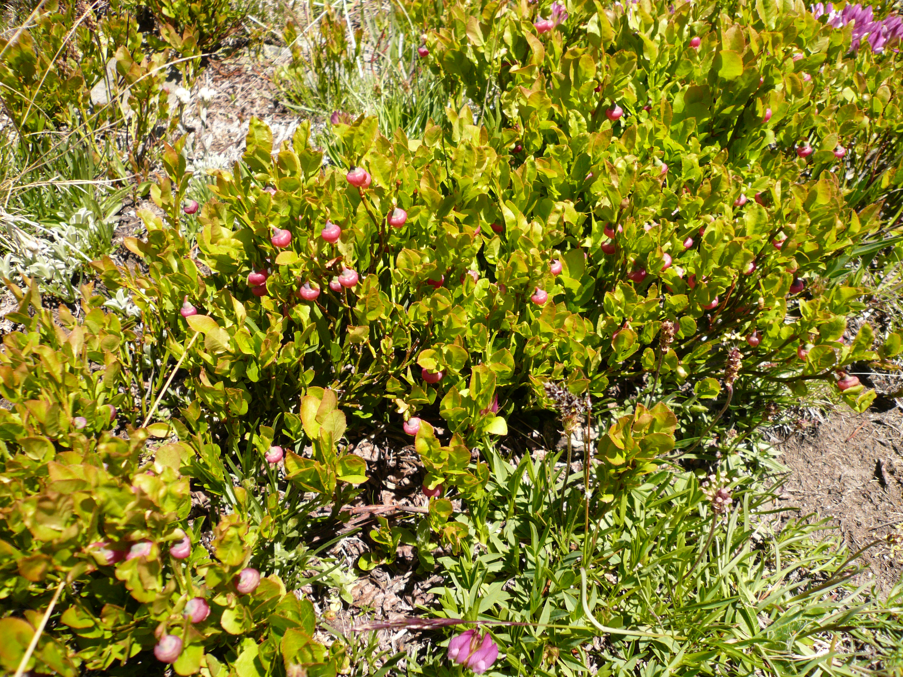 La myrtille et son pouvoir anti-oxydant | Via-les-herbes