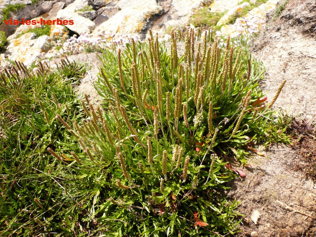 Le plantain, émollient et adoucissant | Via-les-herbes