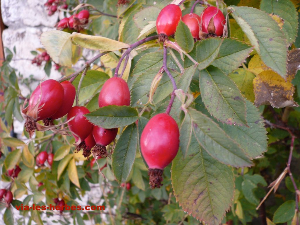 Le cynorrhodon riche en vitamine C | Via-les-herbes