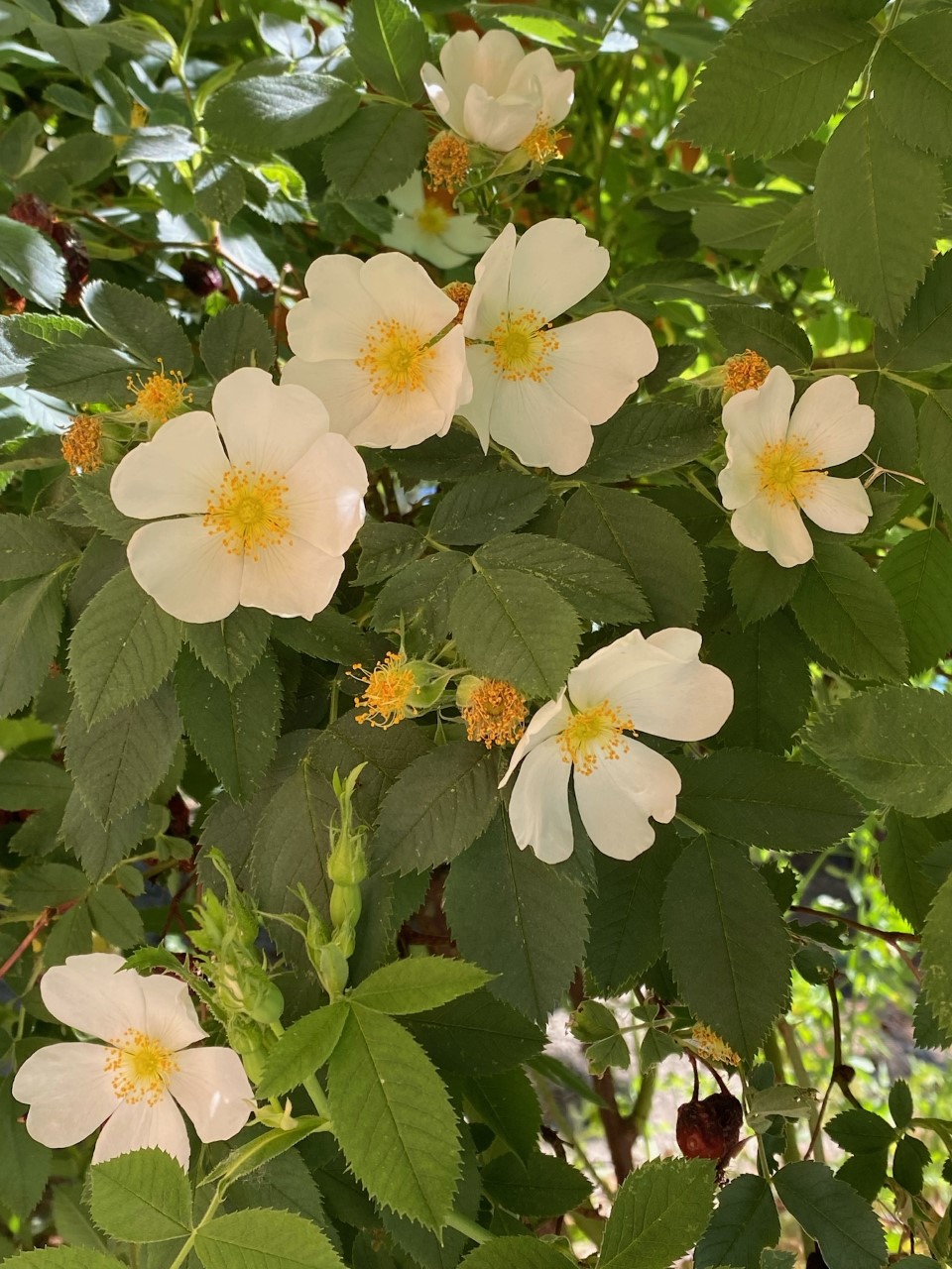 Le cynorrhodon riche en vitamine C | Via-les-herbes