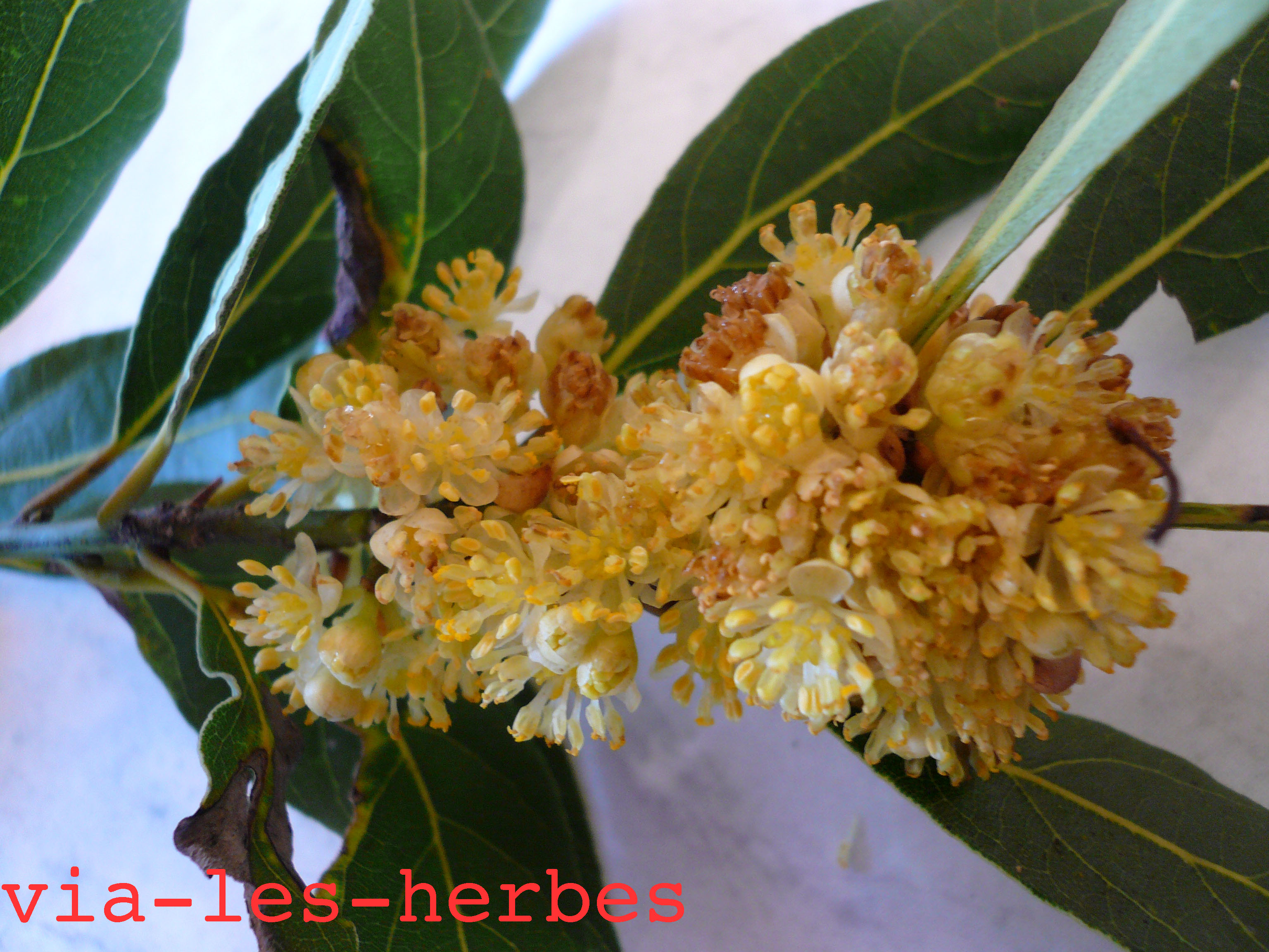 Le laurier d’Apollon pour les digestions difficiles | Via-les-herbes