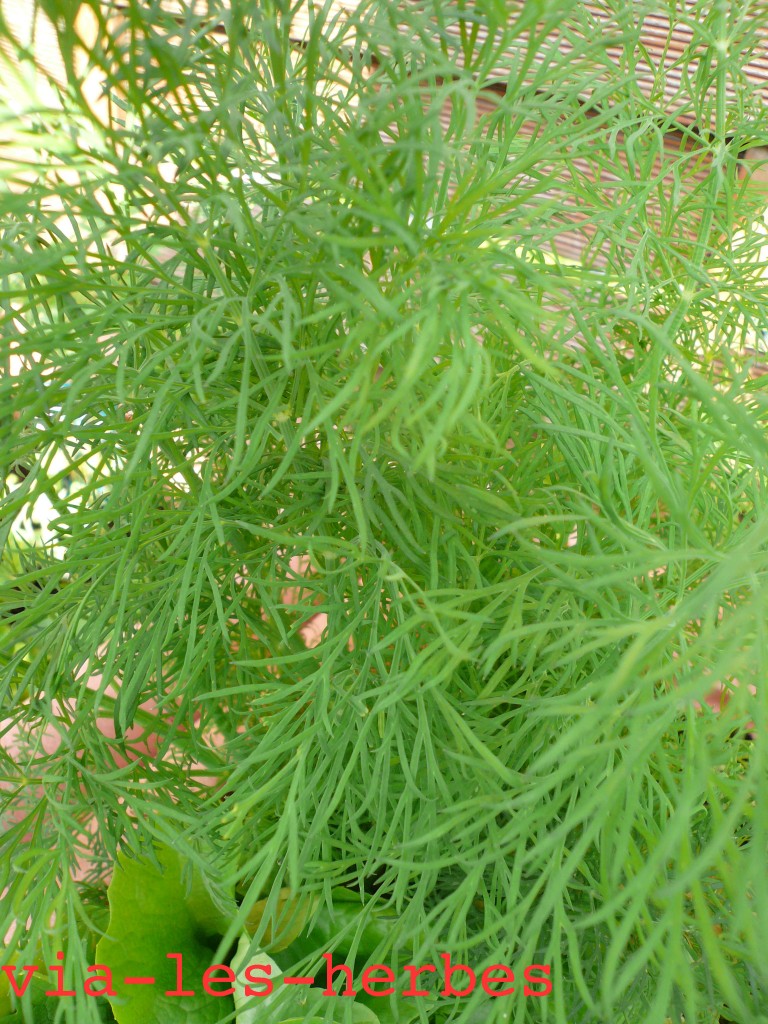 Les plantes de la famille des Apiacées | Via-les-herbes