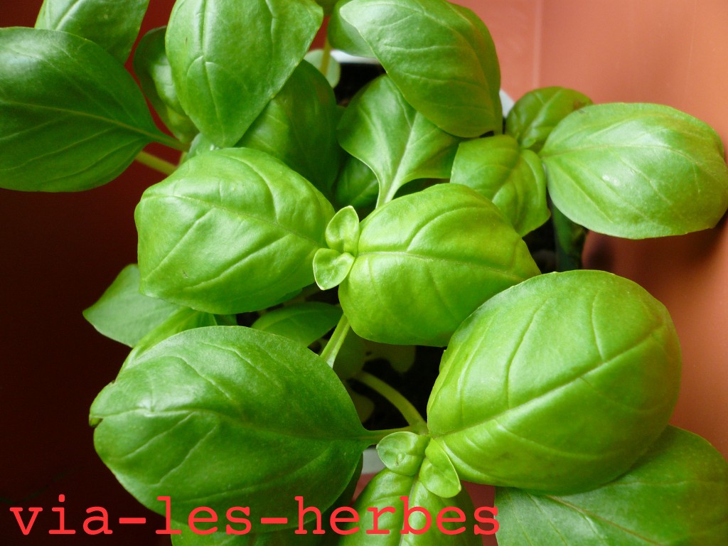 Les plantes de la famille des Lamiacées | Via-les-herbes