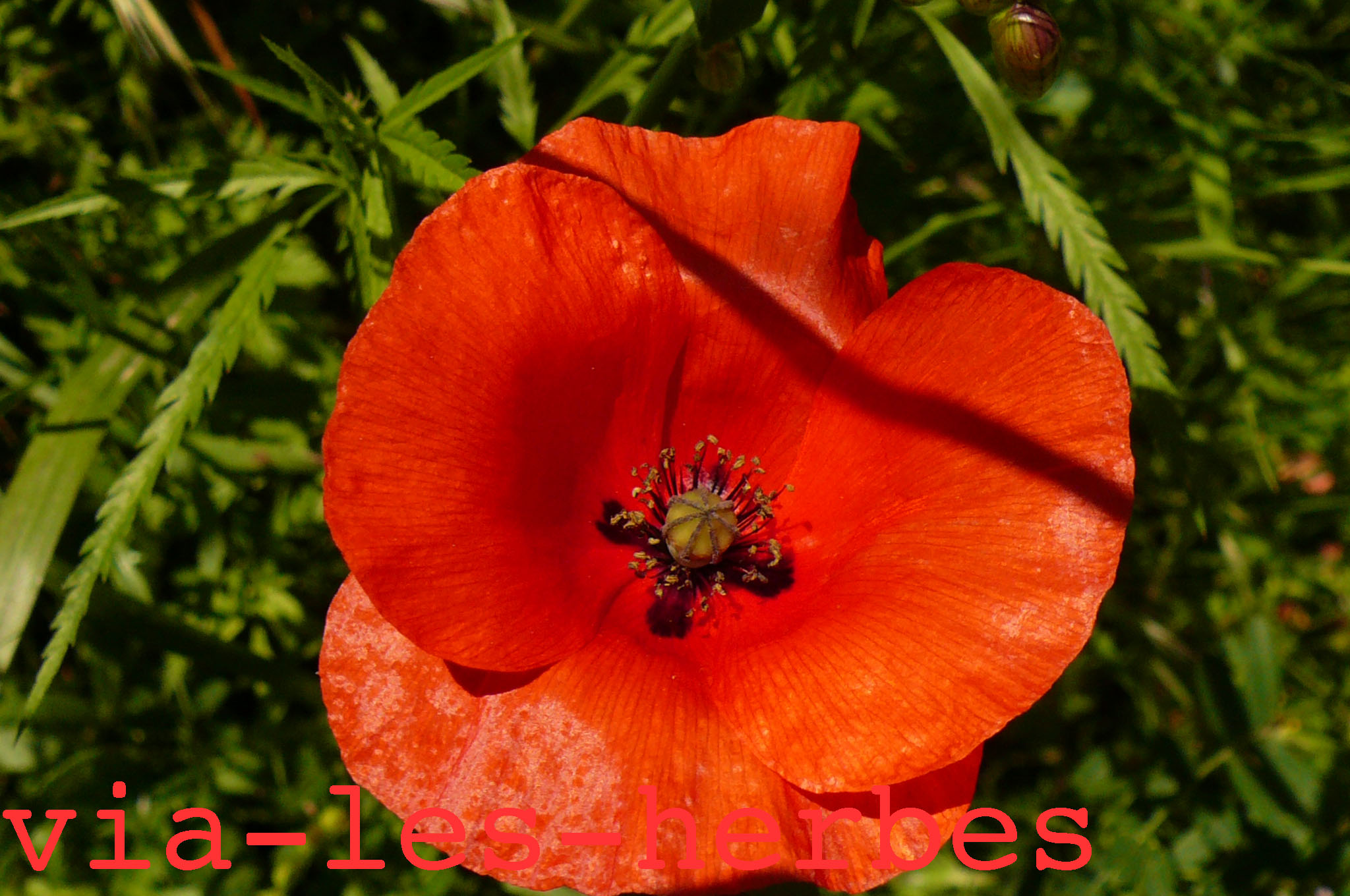 Le coquelicot aux pétales, rouge vif et fragiles | Via-les-herbes