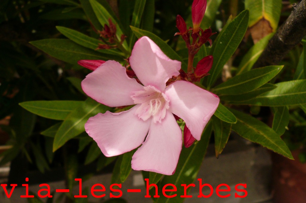 Le laurier-rose, plante très toxique | Via-les-herbes