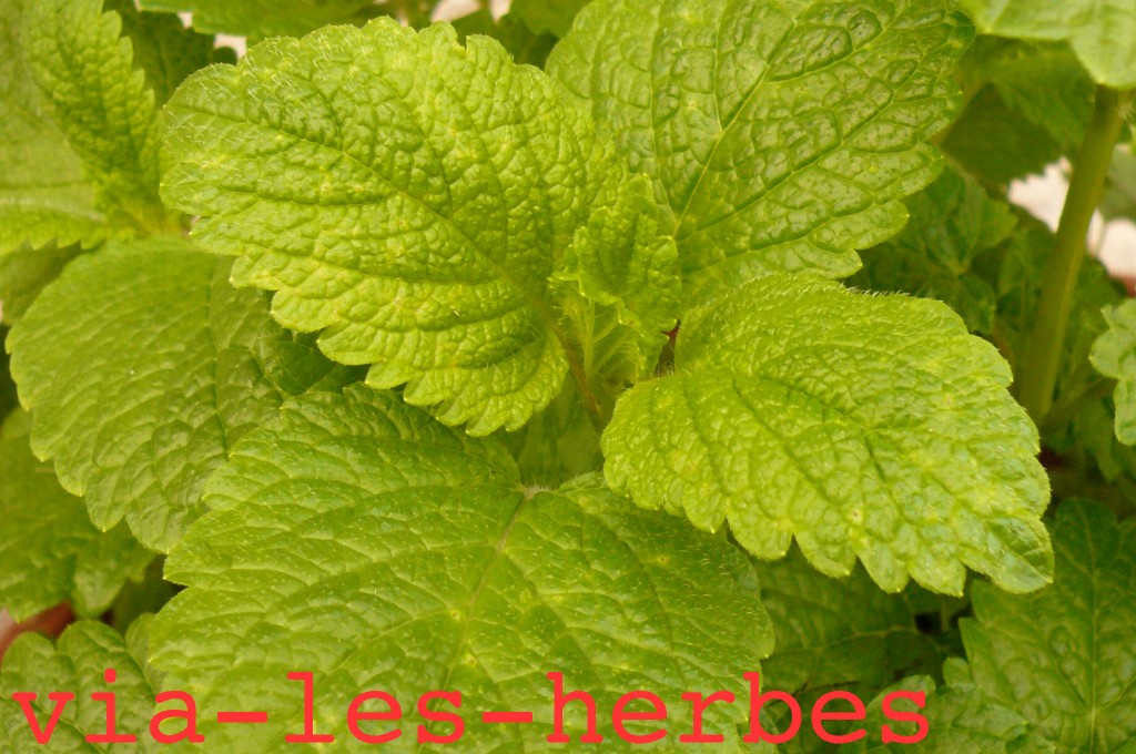 Les plantes de la famille des Lamiacées | Via-les-herbes