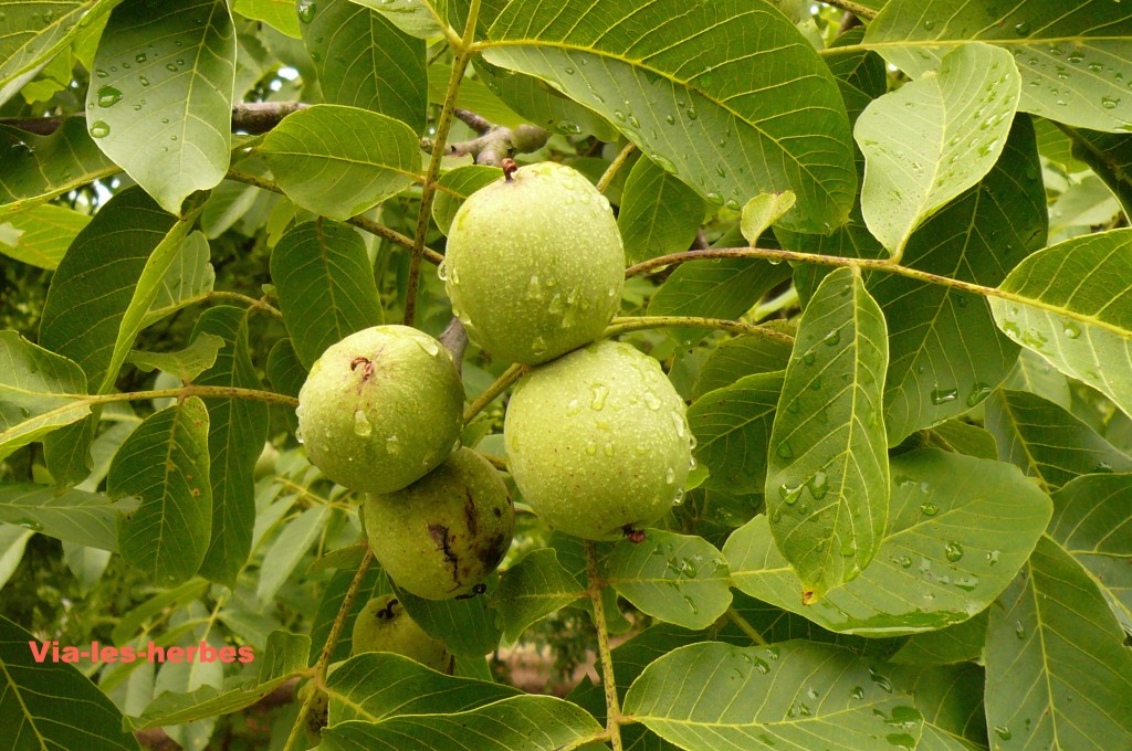 Le noyer royal défend son territoire | Via-les-herbes