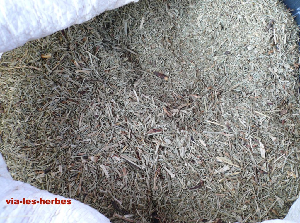 La prêle est riche en silice | Via-les-herbes