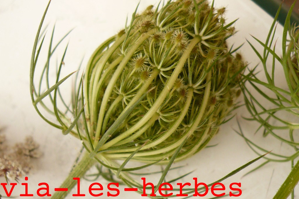 Les plantes de la famille des Apiacées | Via-les-herbes