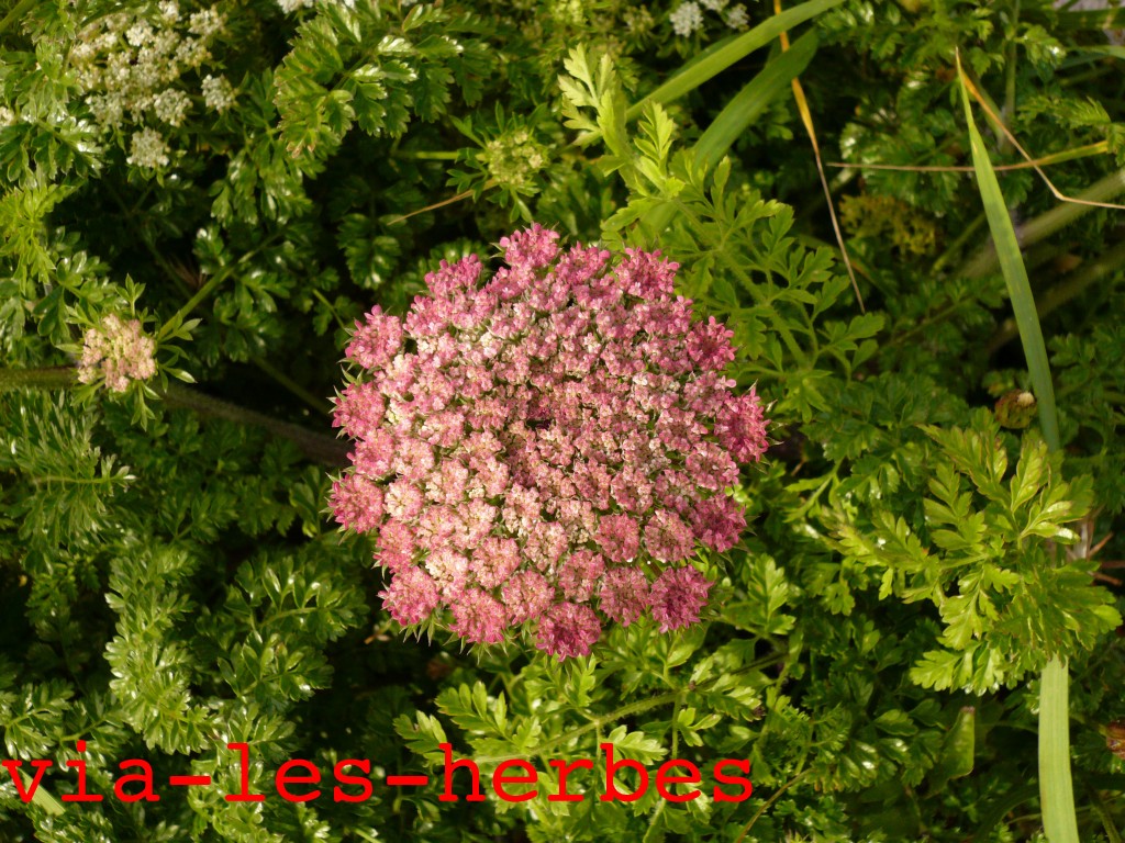 L’huile essentielle de carotte raffermit la peau | Via-les-herbes