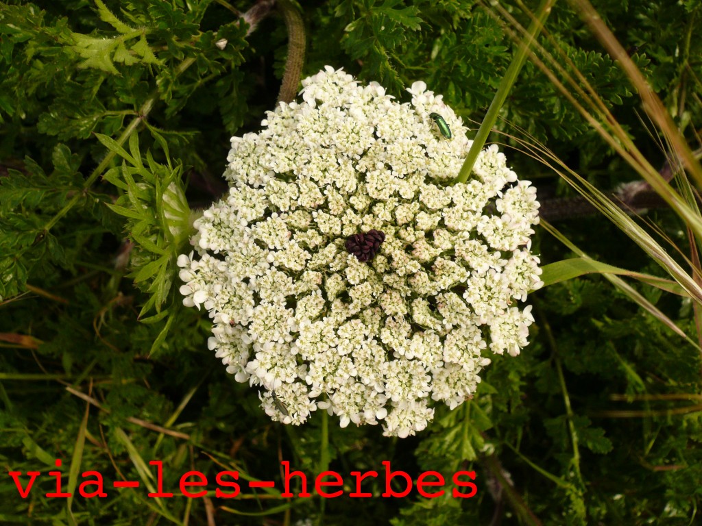 Les plantes de la famille des Apiacées | Via-les-herbes