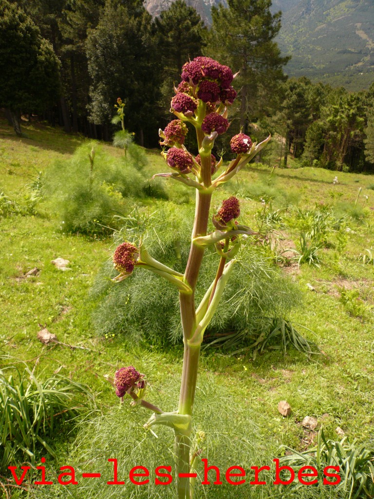 Les plantes de la famille des Apiacées | Via-les-herbes