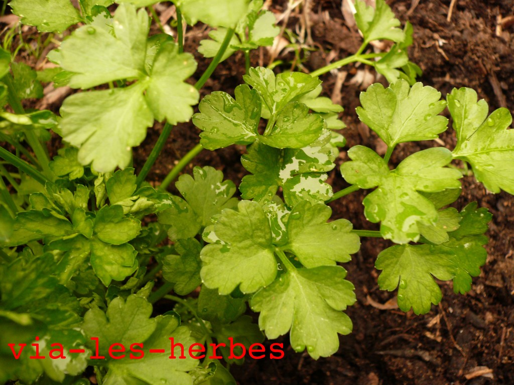 Les plantes de la famille des Apiacées | Via-les-herbes