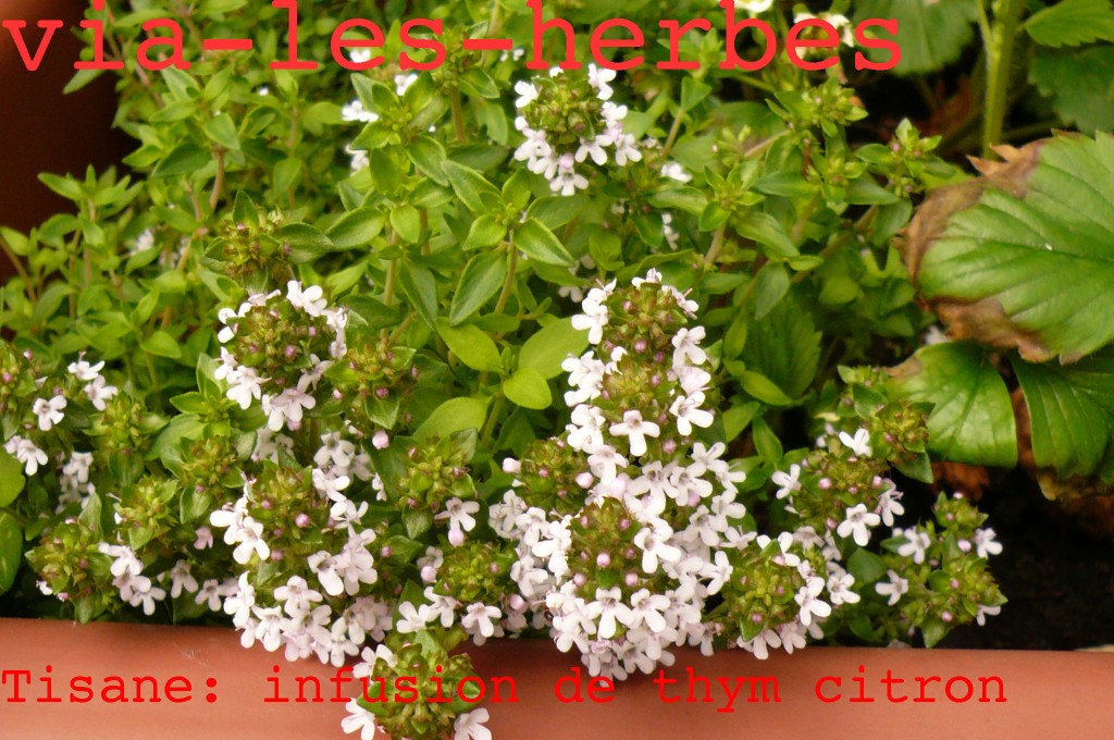 Les plantes de la famille des Lamiacées | Via-les-herbes