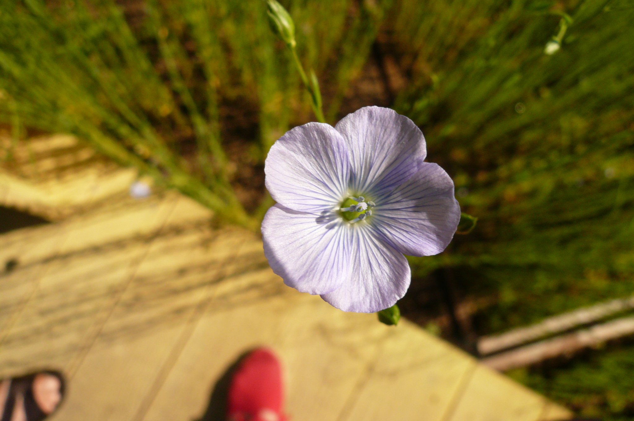 Le lin cultivé aux multiples usages | Via-les-herbes