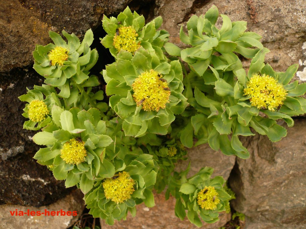 La rhodiole: antifatigue psychique et physique | Via-les-herbes