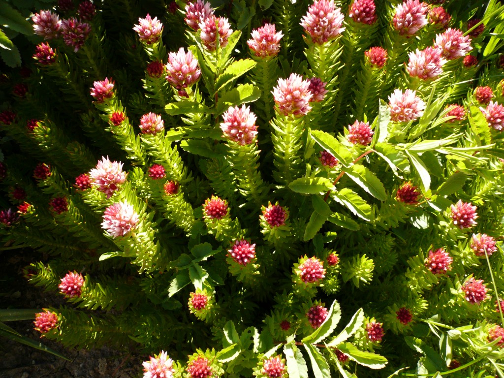 La rhodiole: antifatigue psychique et physique | Via-les-herbes