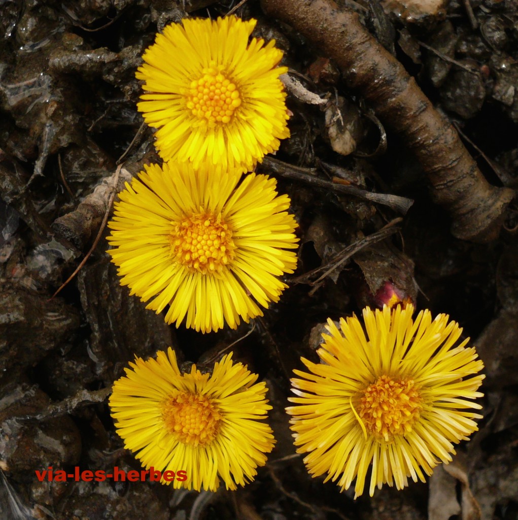 Le tussilage calme la toux | Via-les-herbes