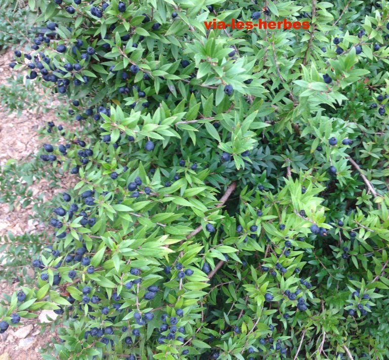 Le myrte commun très aromatique | Via-les-herbes