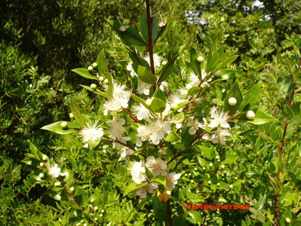 Le myrte commun très aromatique | Via-les-herbes