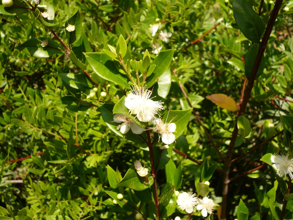 Le myrte commun très aromatique | Via-les-herbes