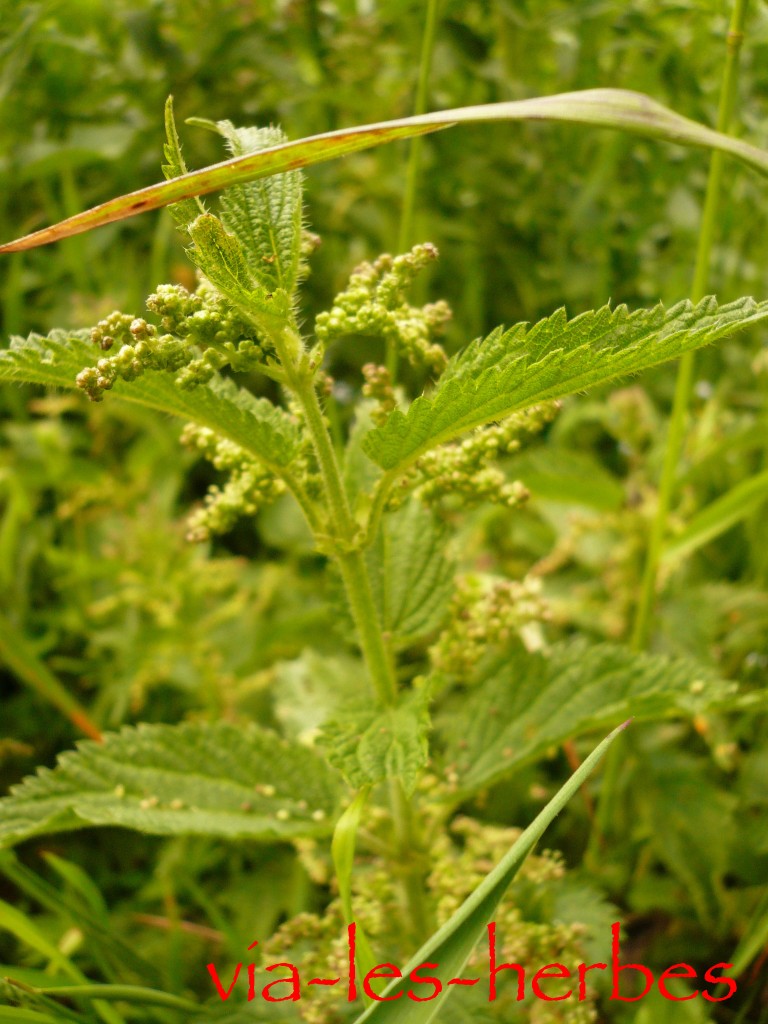 Grande ortie, ortie piquante | Via-les-herbes