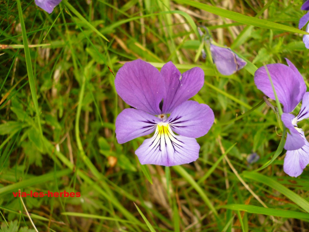 La violette sauvage et odorante | Via-les-herbes