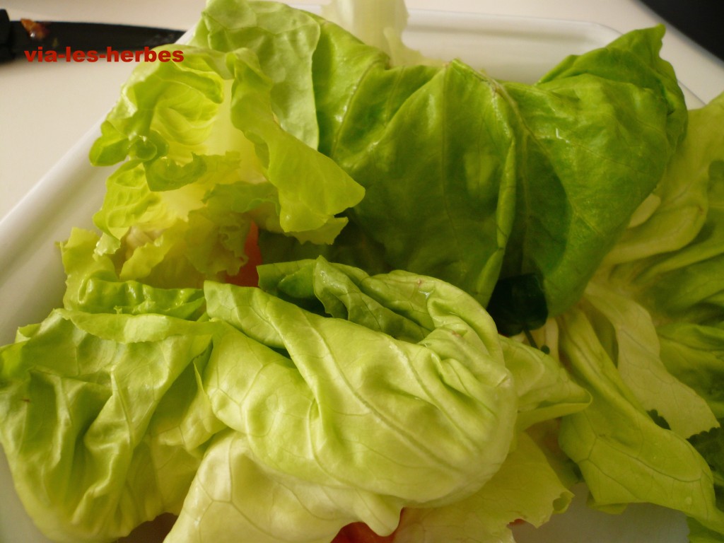 La laitue accélère la digestion | Via-les-herbes