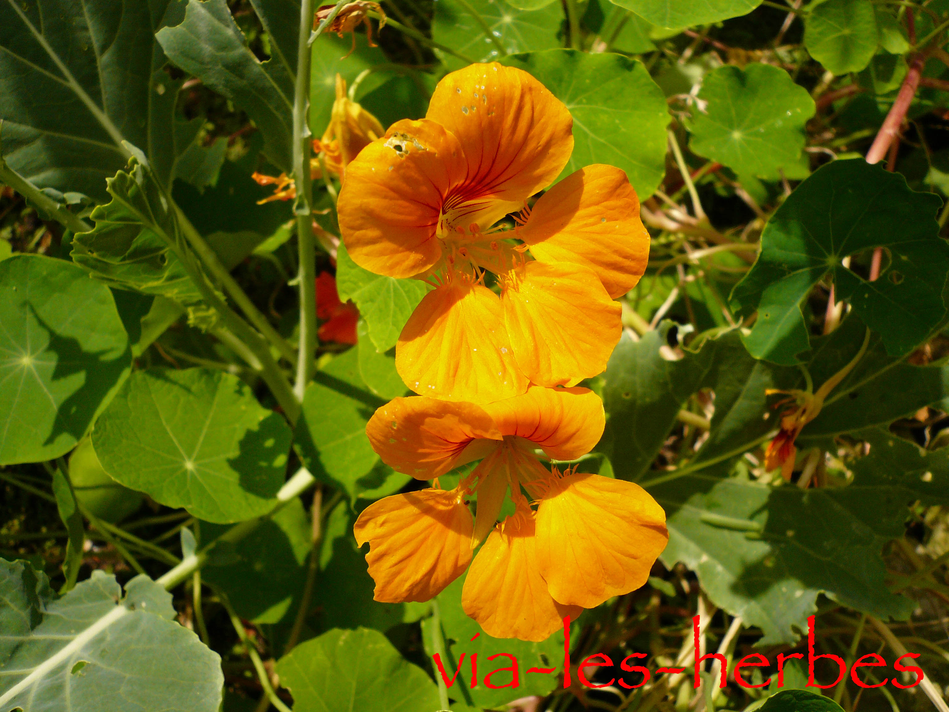 La capucine au goût poivré | Via-les-herbes