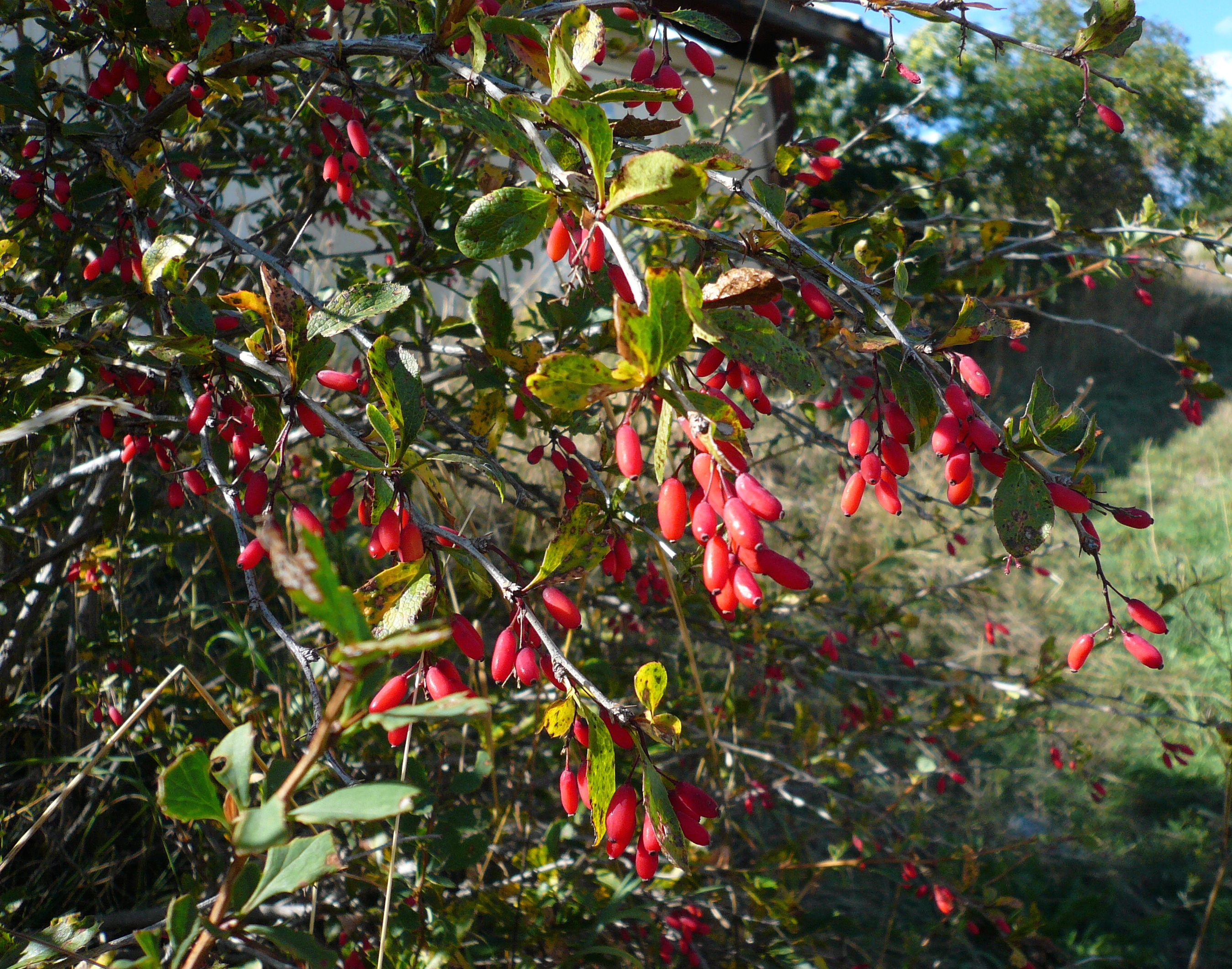 L’épine-vinette commune | Via-les-herbes