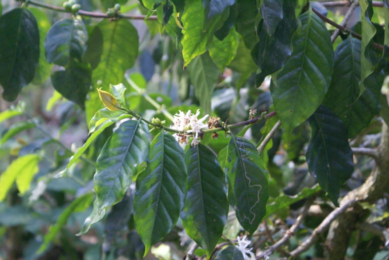 Le caféier commun | Via-les-herbes